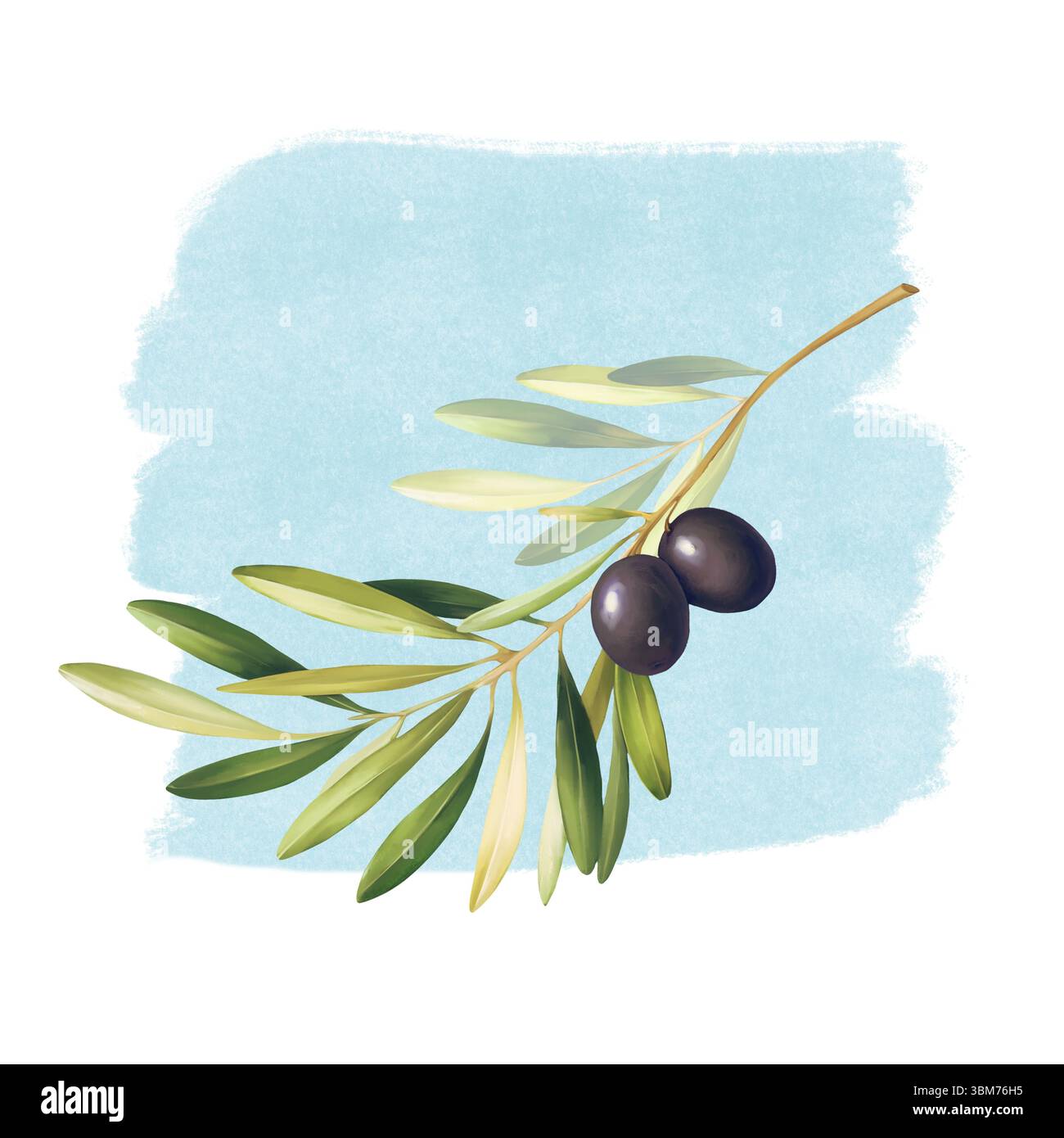 Olive branch illustration hi-res stock photography and images - Alamy
