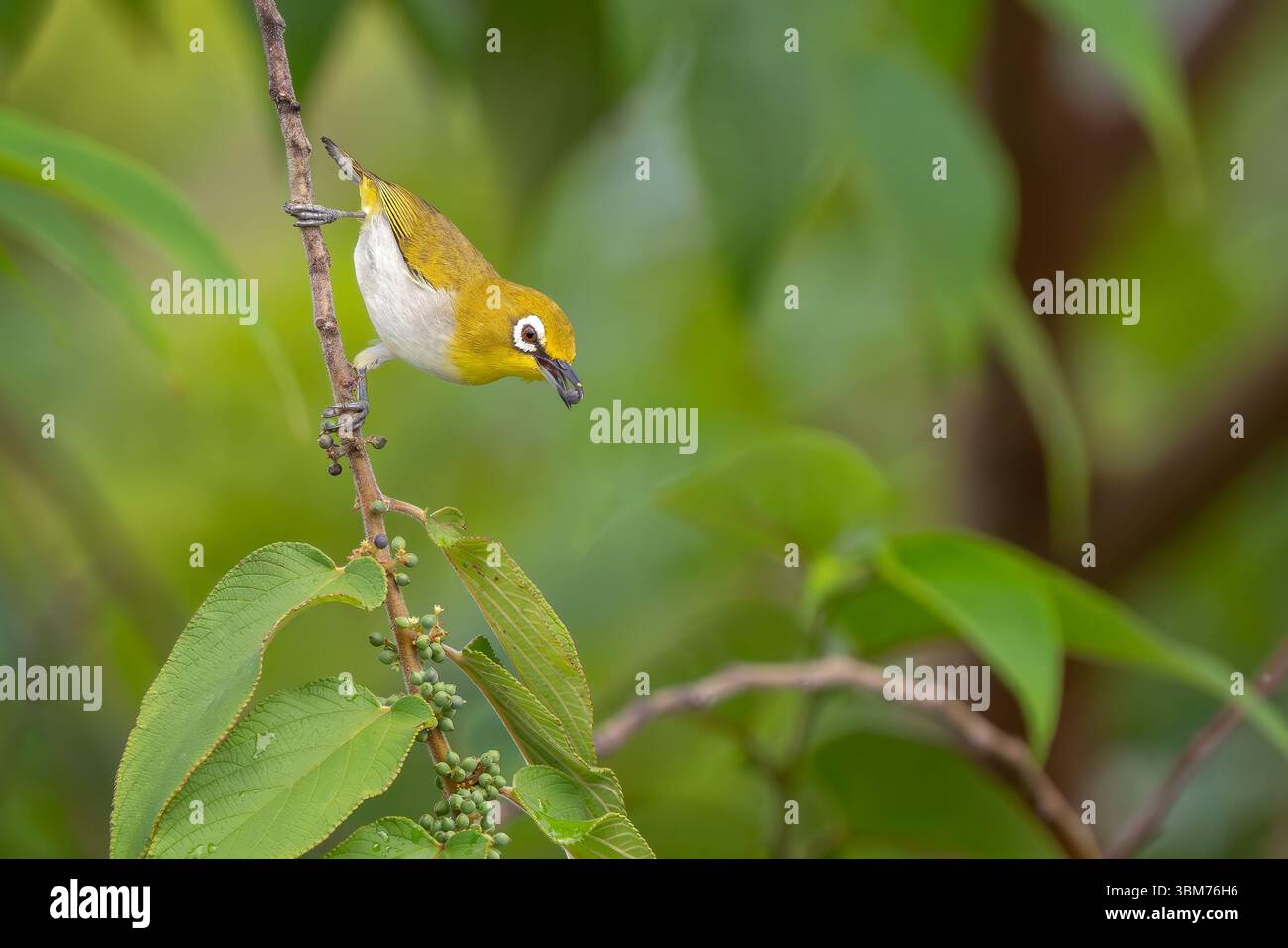 Indian White-eye - Zosterops palpebrosus, small beautiful yellow ...