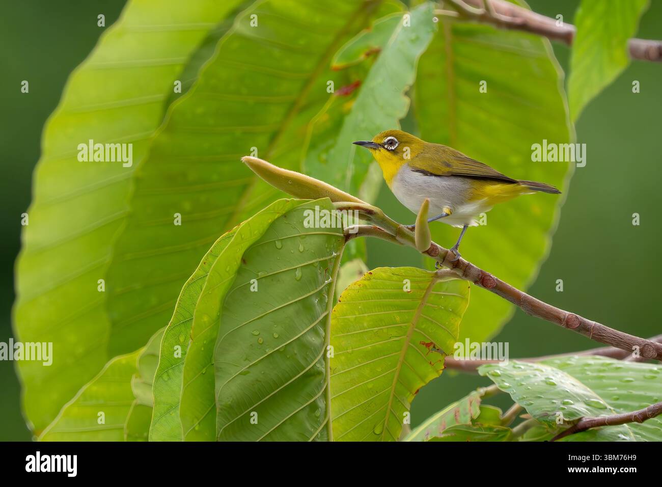 Indian White-eye - Zosterops palpebrosus, small beautiful yellow ...
