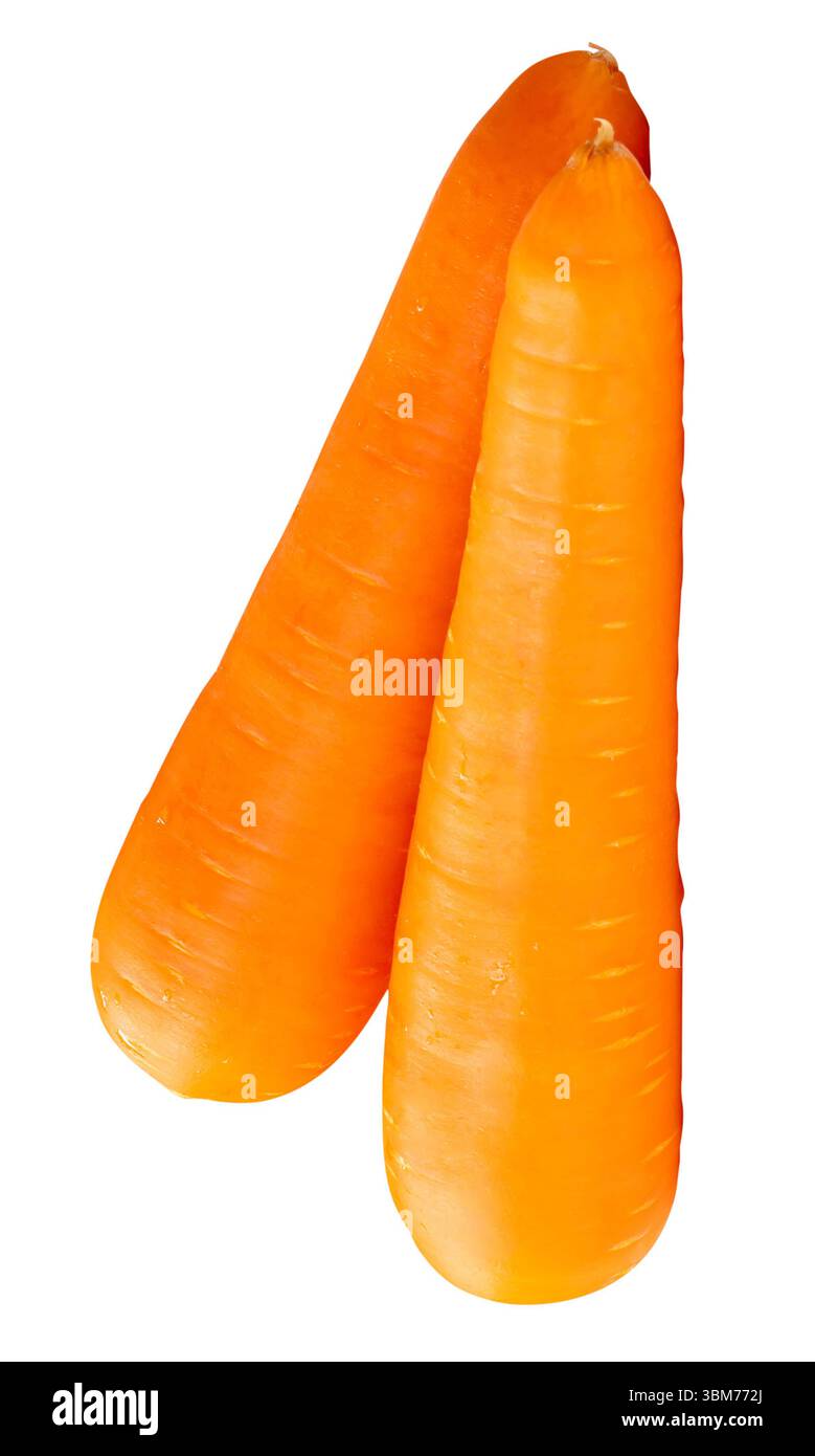 Side view of two fresh orange carrot roots in stack is isolated on ...