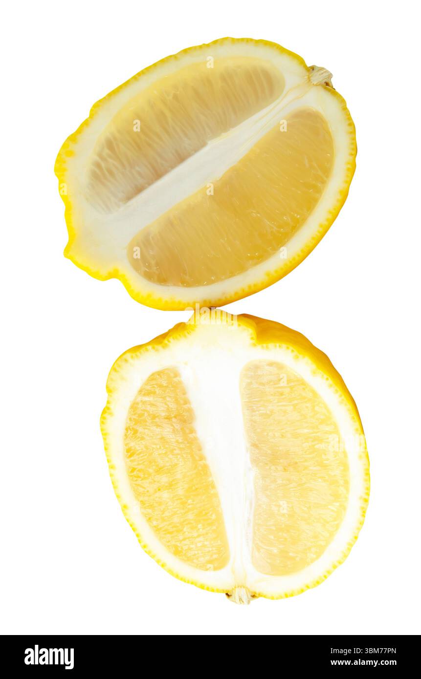 Front view of ripe yellow lemon fruit in two halves in oval or ellipses ...