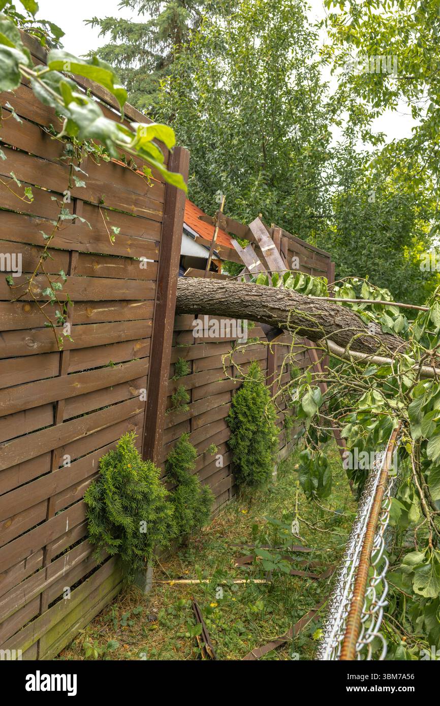 Broken fruit tree during a storm in the garden, lightning struck ...