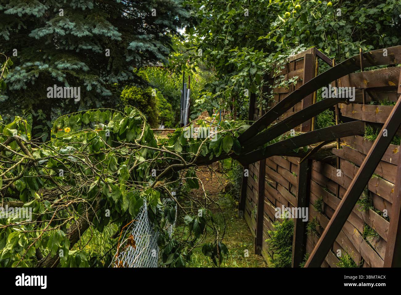 Charred tree after lightning strike during storm and wind storm, damage ...