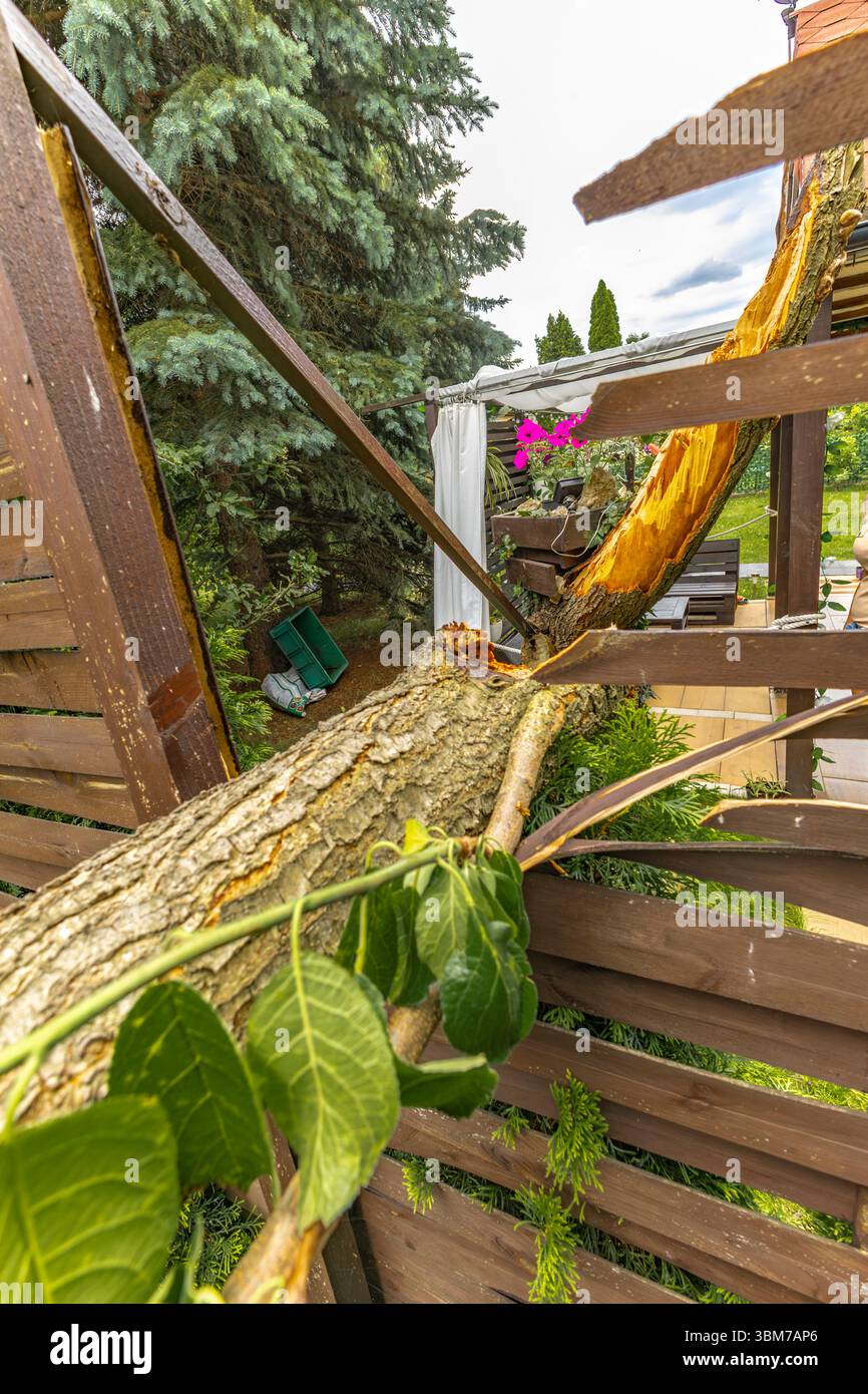 Broken fruit tree during a storm in the garden, lightning struck ...