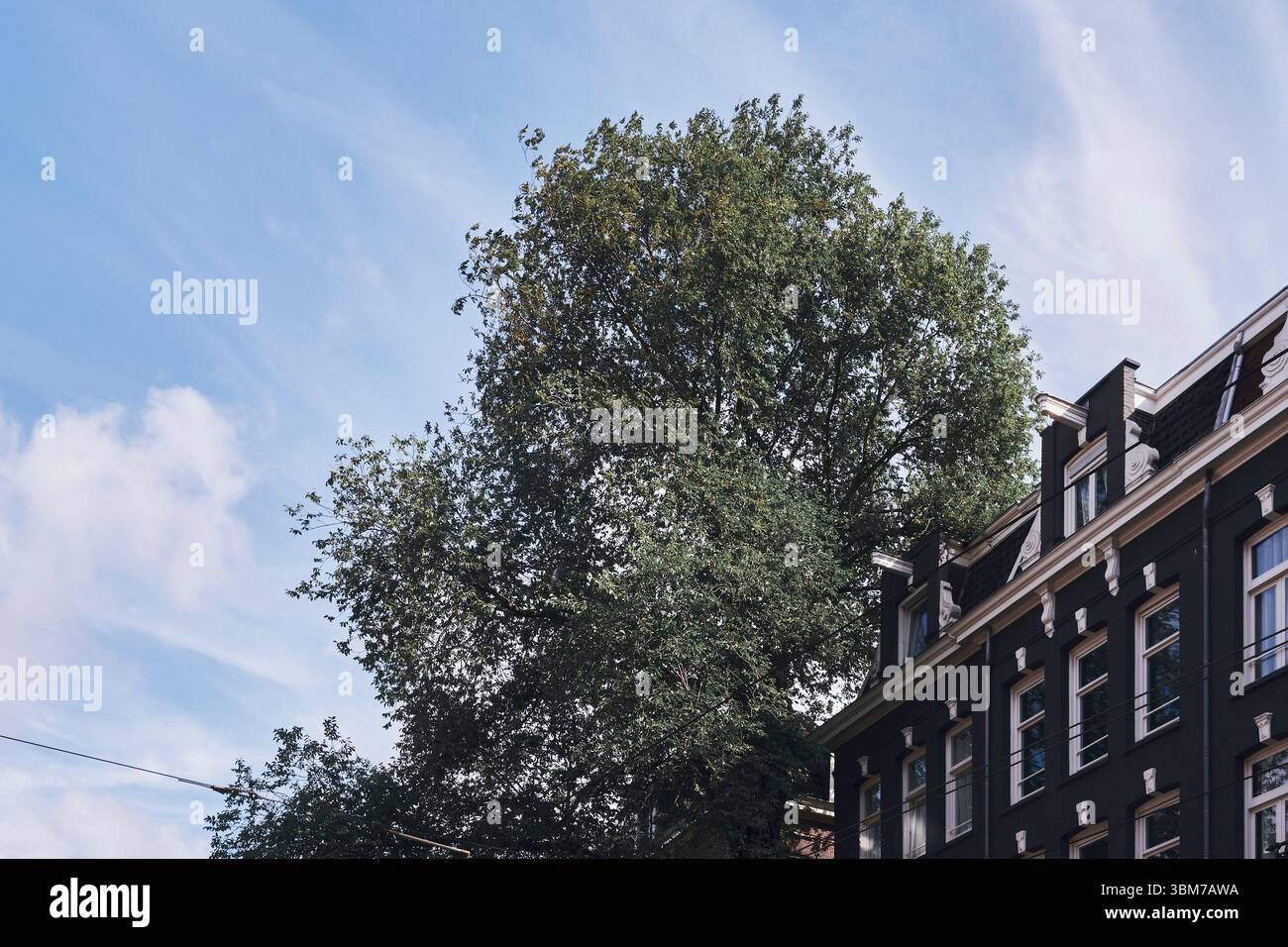 An urban tree of Amsterdam Stock Photo - Alamy