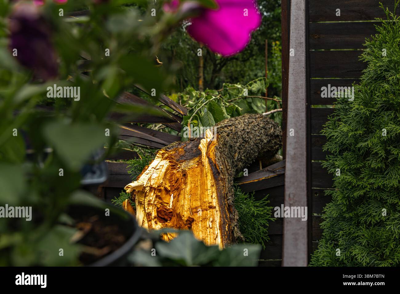 A tree broken by a strong wind, a burned spot on the tree where ...