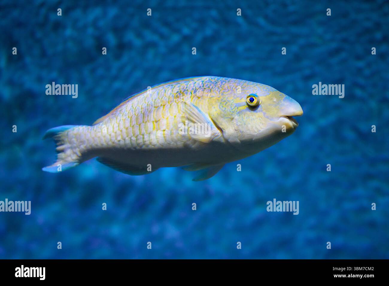 Parrotfish underwater hi-res stock photography and images - Alamy
