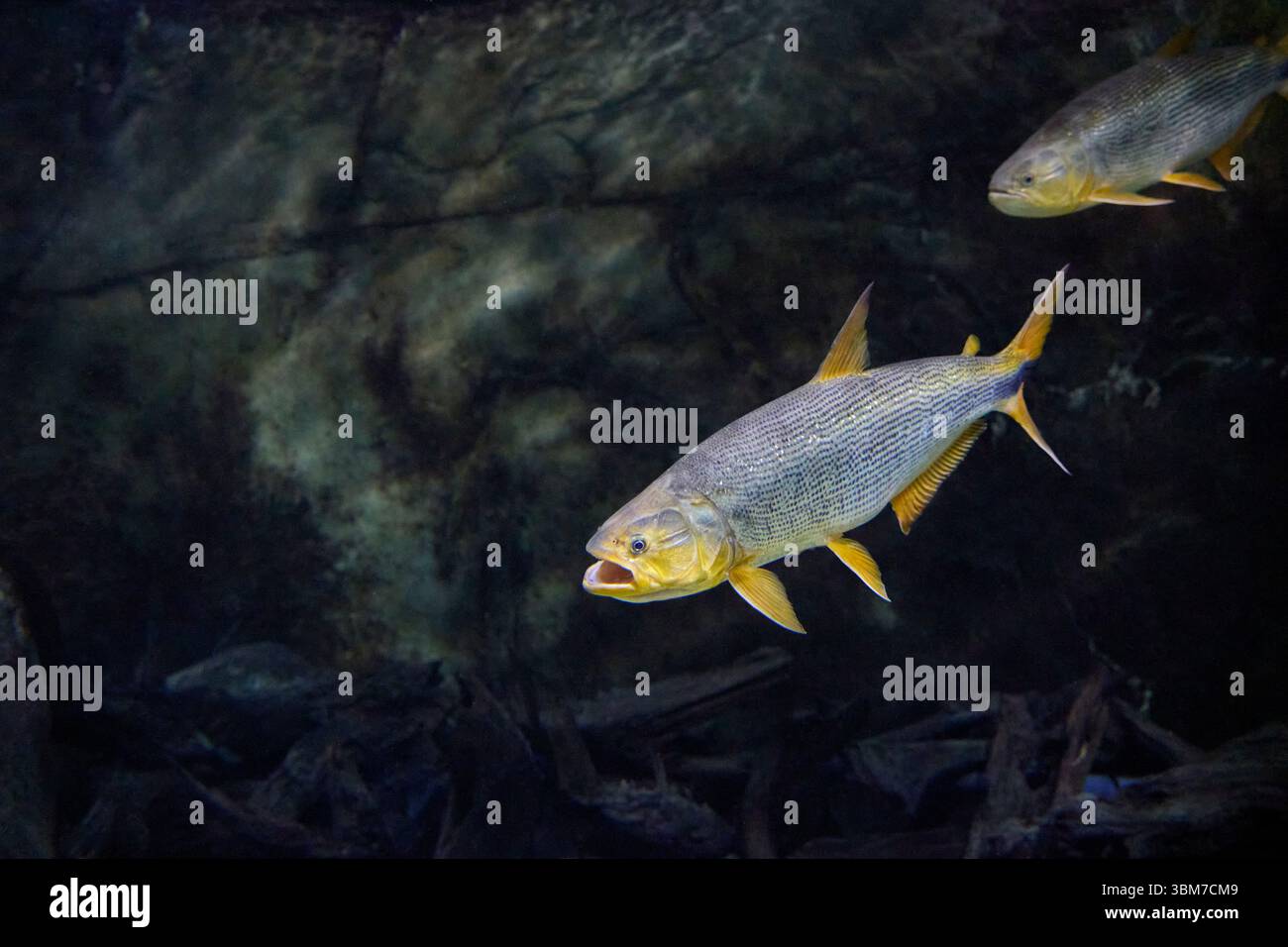 Characiform hi-res stock photography and images - Alamy