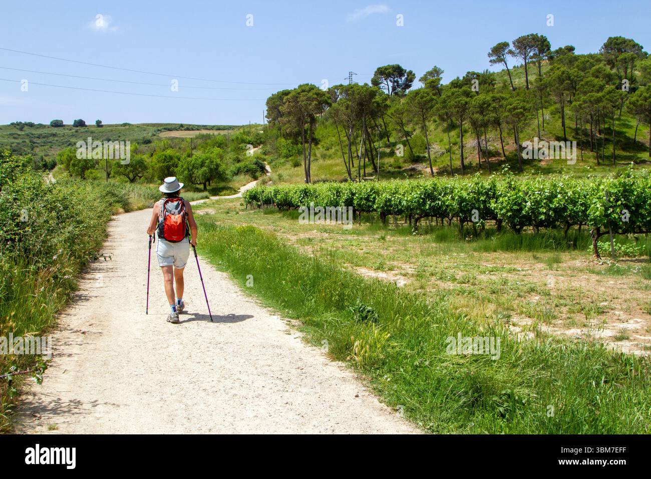 Woman walking the Camino de Santiago the way of Saint James through ...