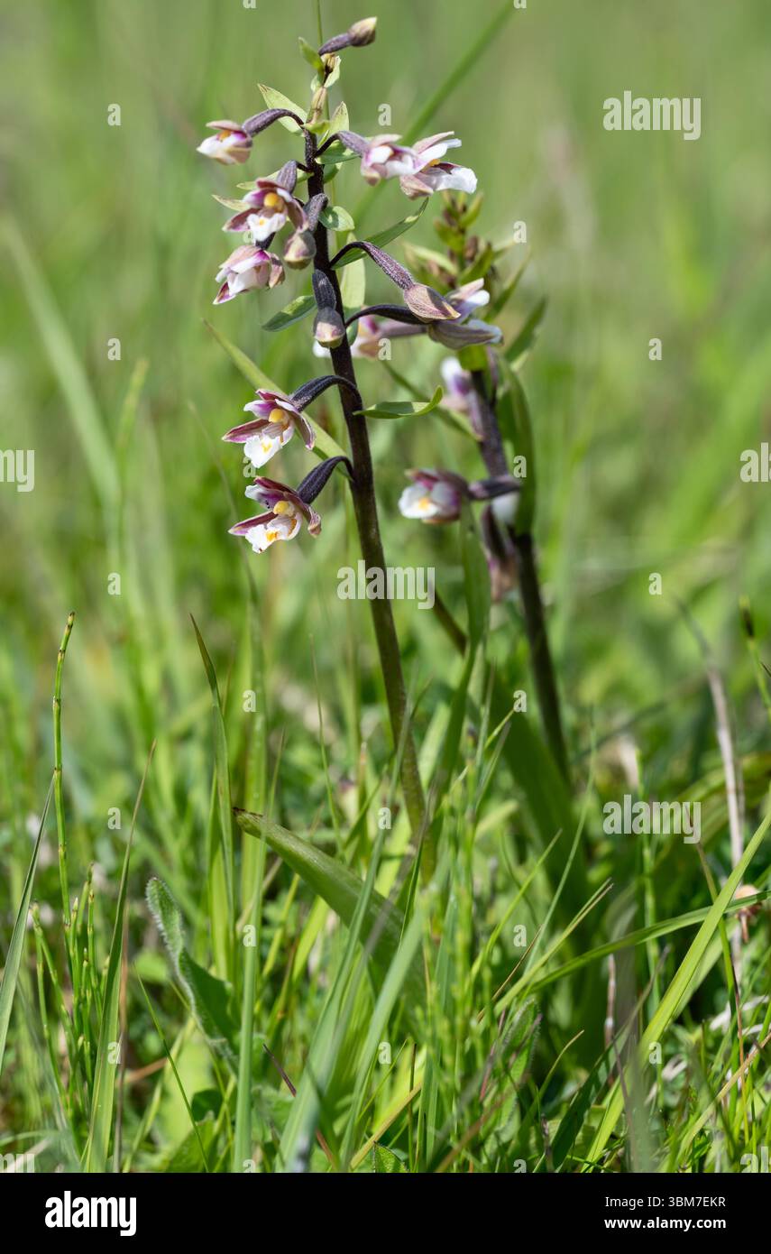 Marsh Helleborine - Epipactis palustris Stock Photo - Alamy
