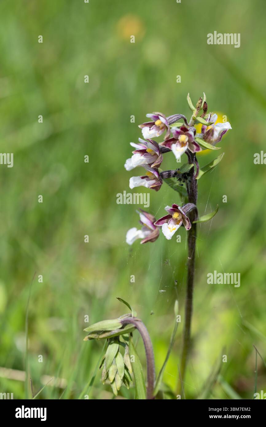 Marsh Helleborine - Epipactis palustris Stock Photo - Alamy