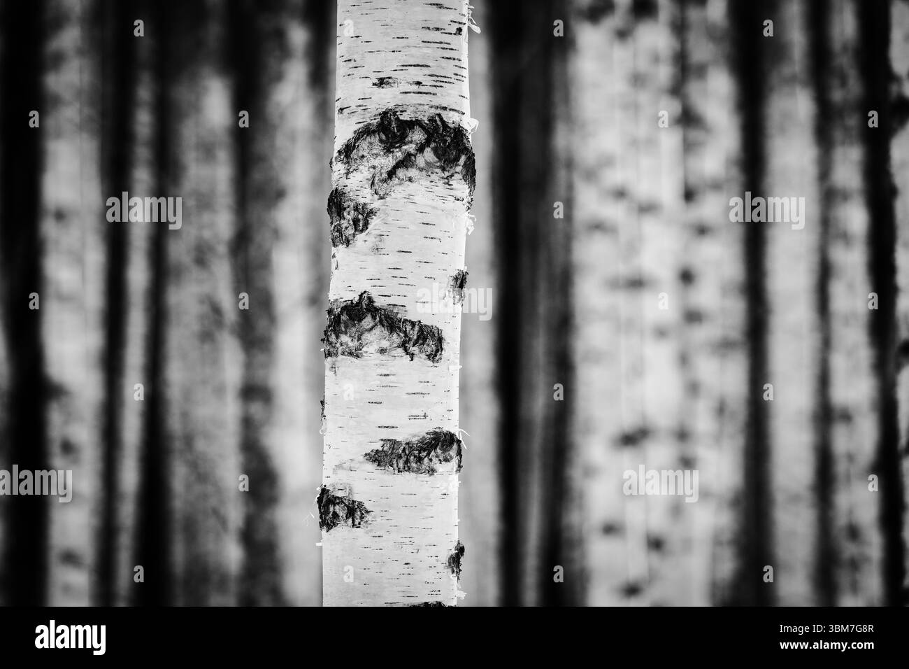 A young birch forest of the Krabyskogen Forest, Toten, Norway Stock ...