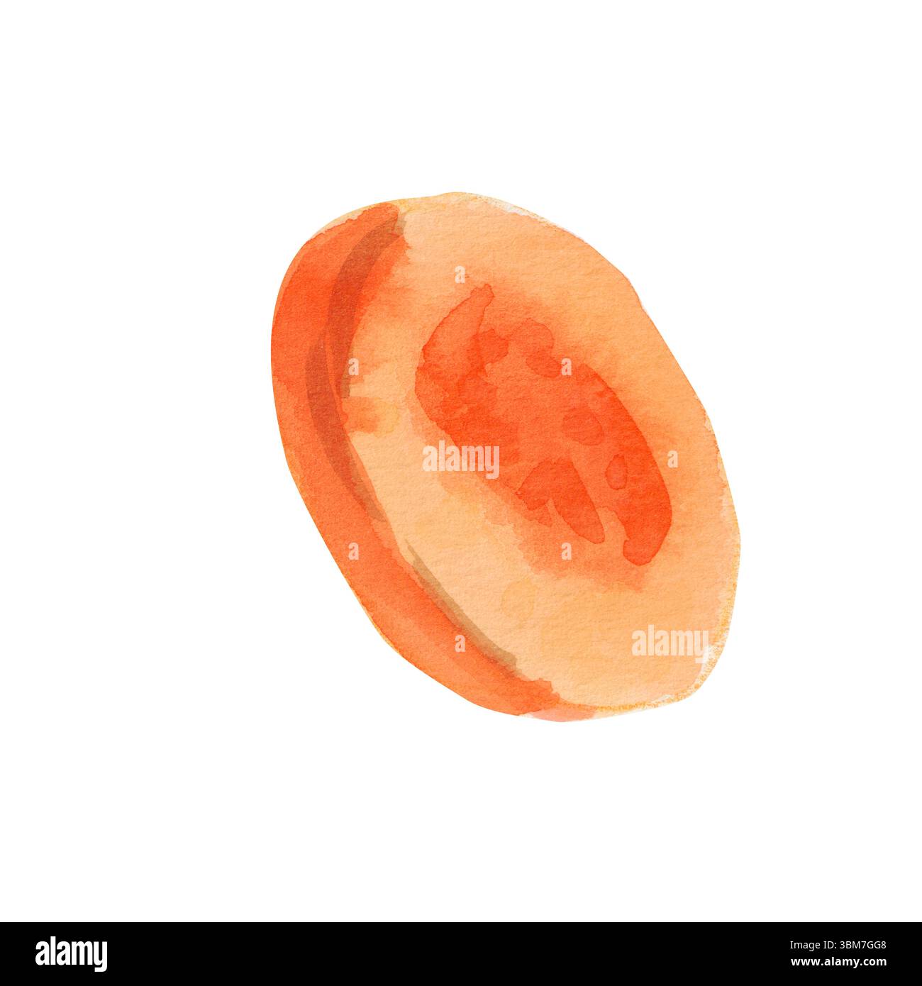 Round piece of carrot, circle slice watercolor hand drawn on white ...