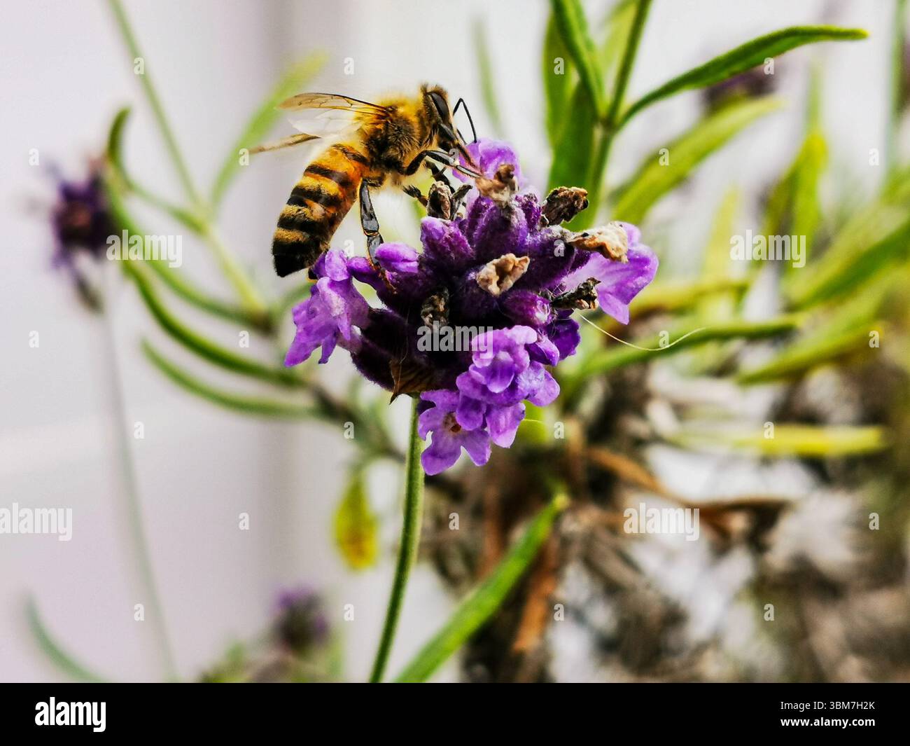 Bee collects honey on purple hi-res stock photography and images - Alamy