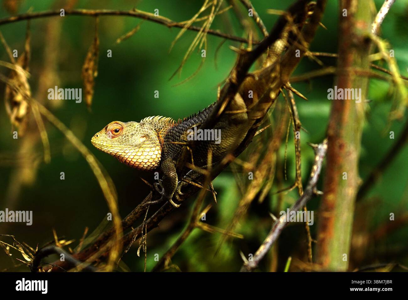 India. 22nd June, 2025. Chameleon is seen During monsoon rain on the ...