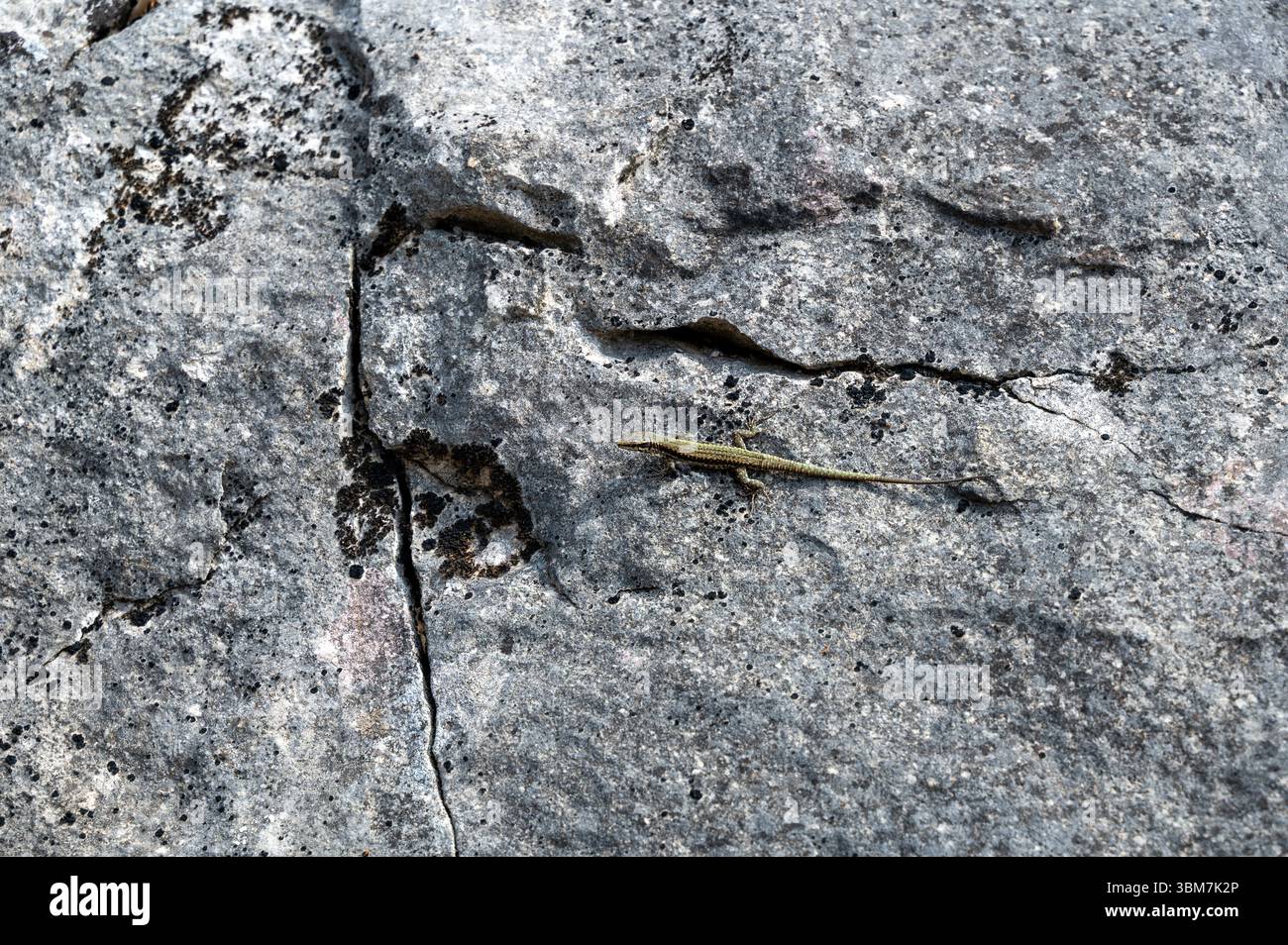 A lizard on a grey rock wall Stock Photo - Alamy