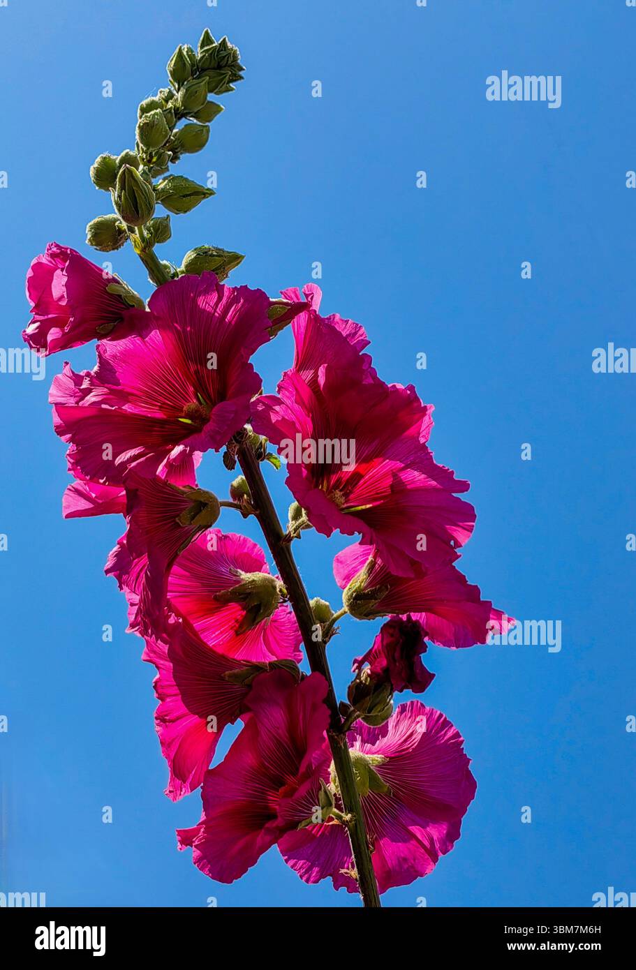 Hollyhock alcea setosa bloom hi-res stock photography and images - Alamy