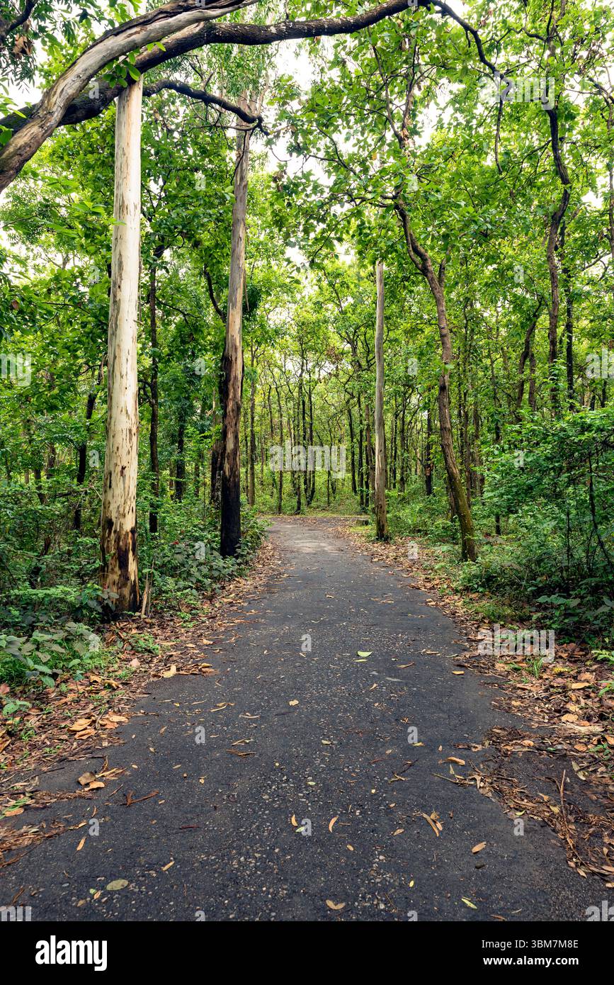 A scenic view of a quiet road cutting through a dense forest ...
