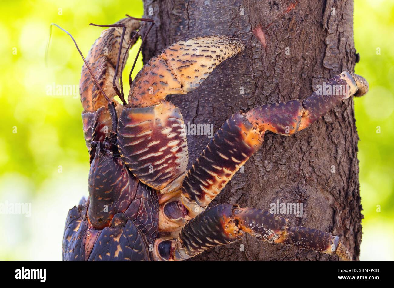 A large female Coconut or Robber Crab has a distinctive red colouration ...