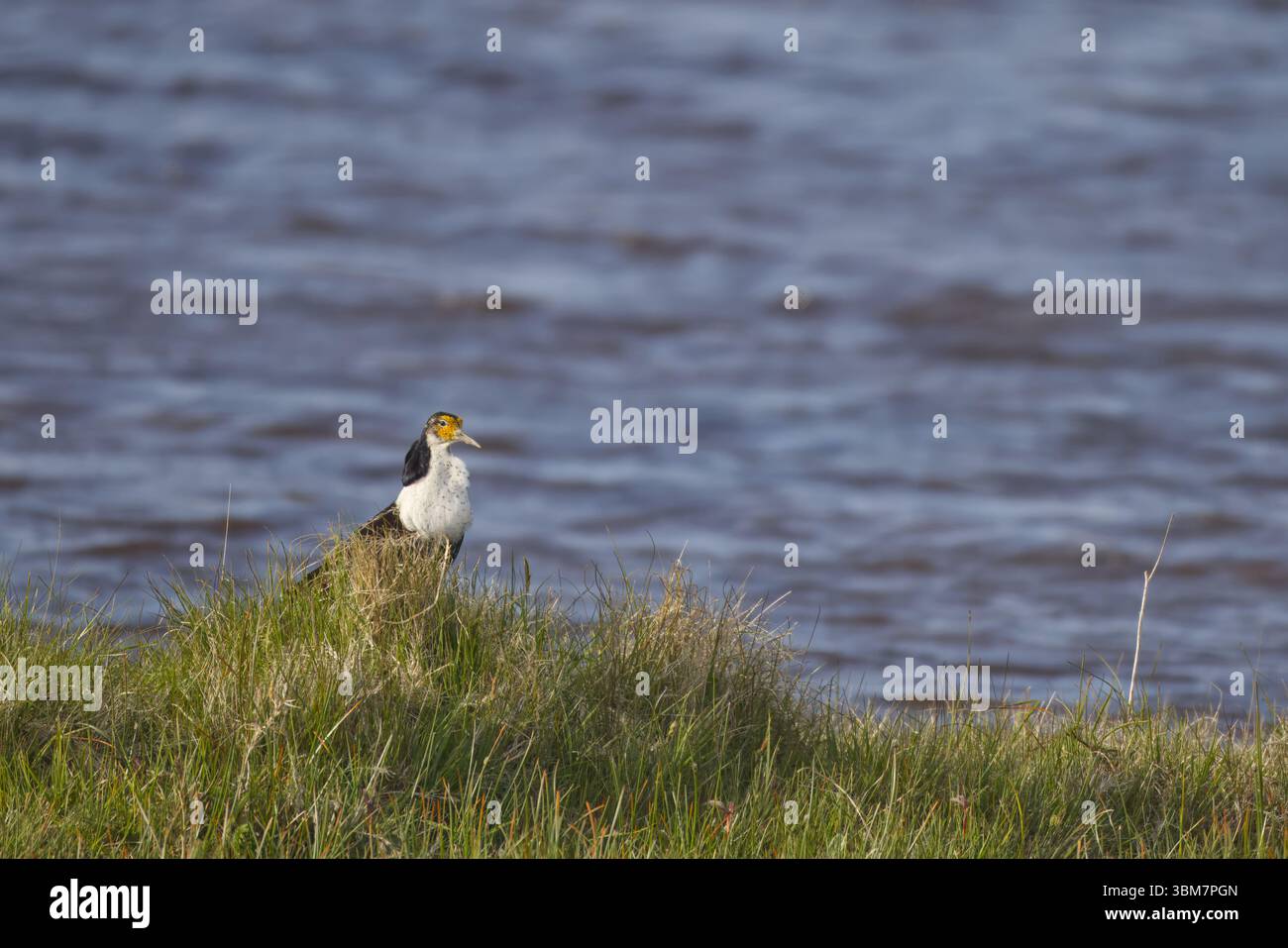 Lek breeder hi-res stock photography and images - Alamy