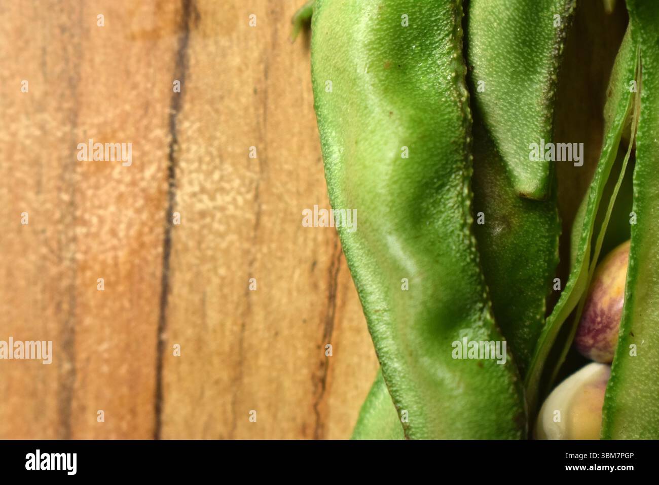 Group Of Hyacinth Bean or Same Ki Phalli Lablab Purpures, Also Known As ...