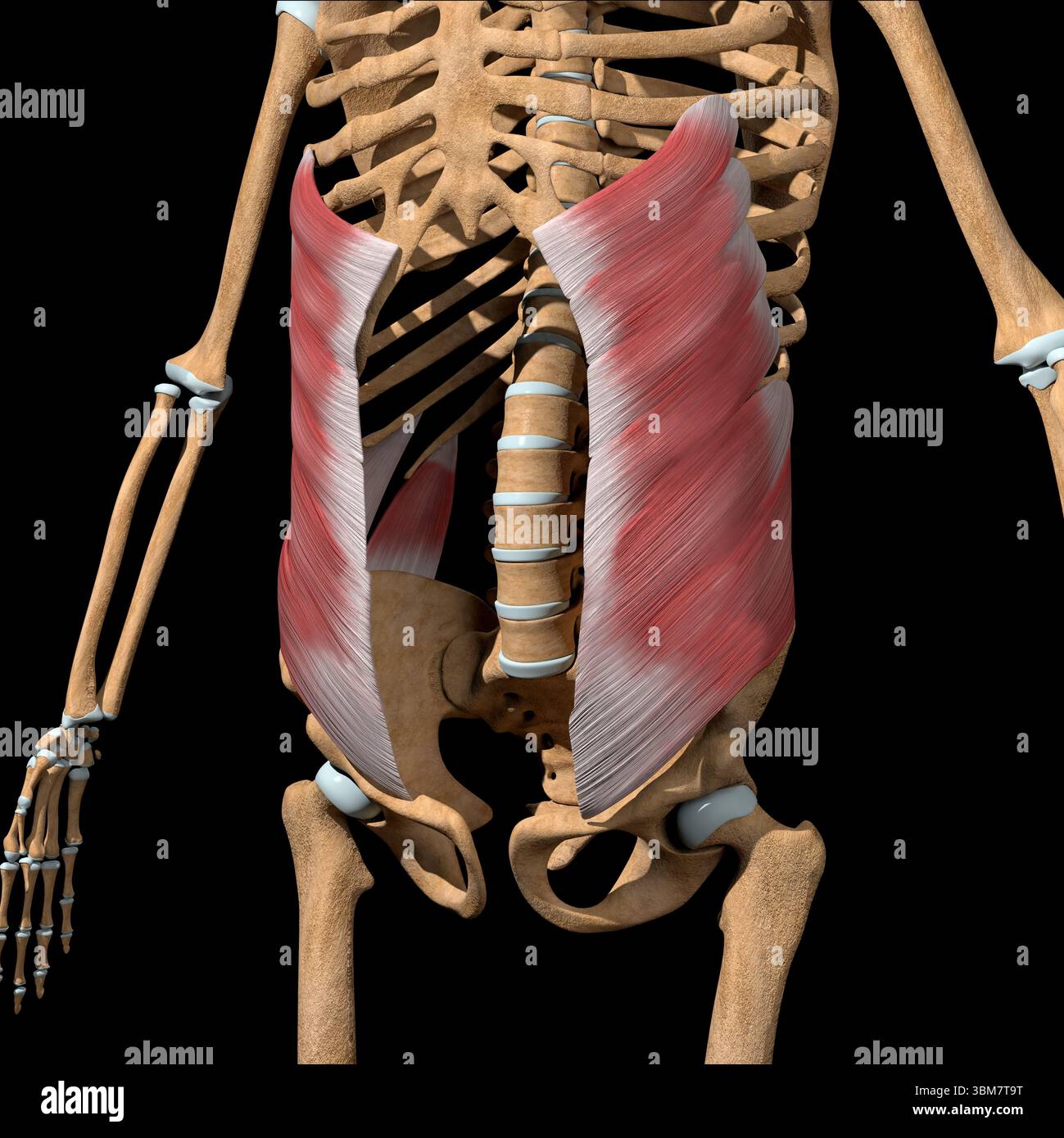 This 3d illustration shows the abdominal external oblique muscles on ...