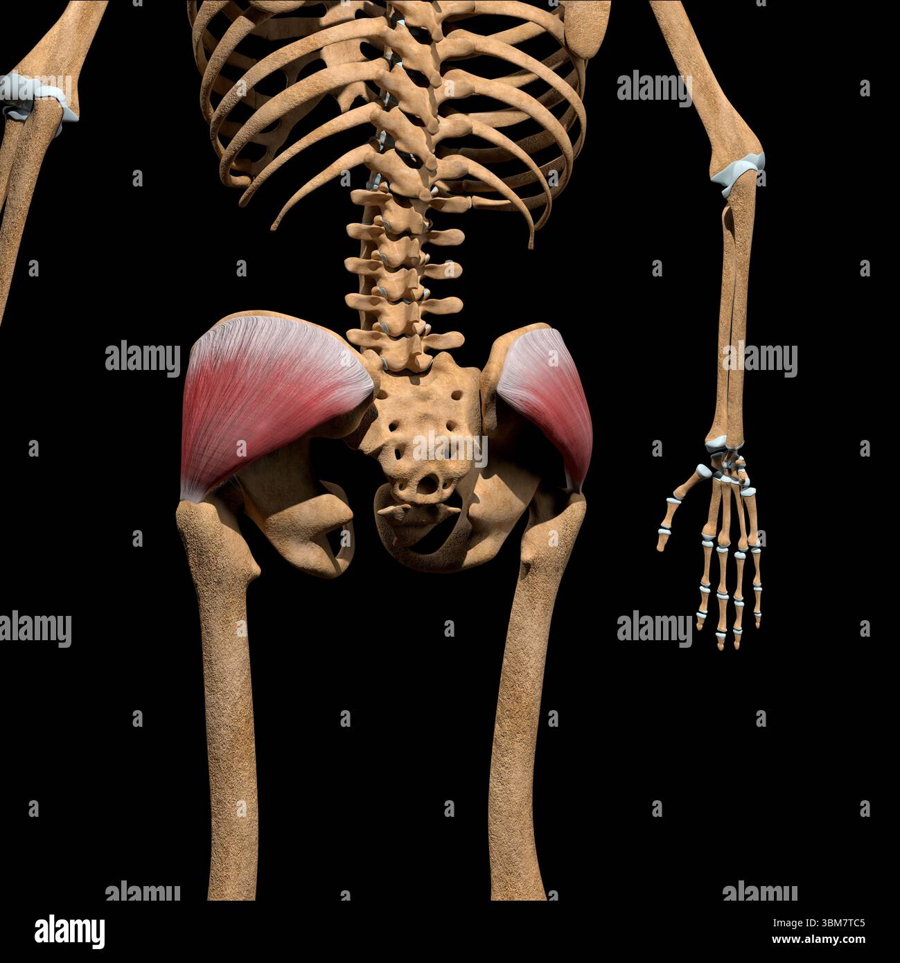 This 3d illustration shows the gluteus medius muscles on skeleton Stock ...