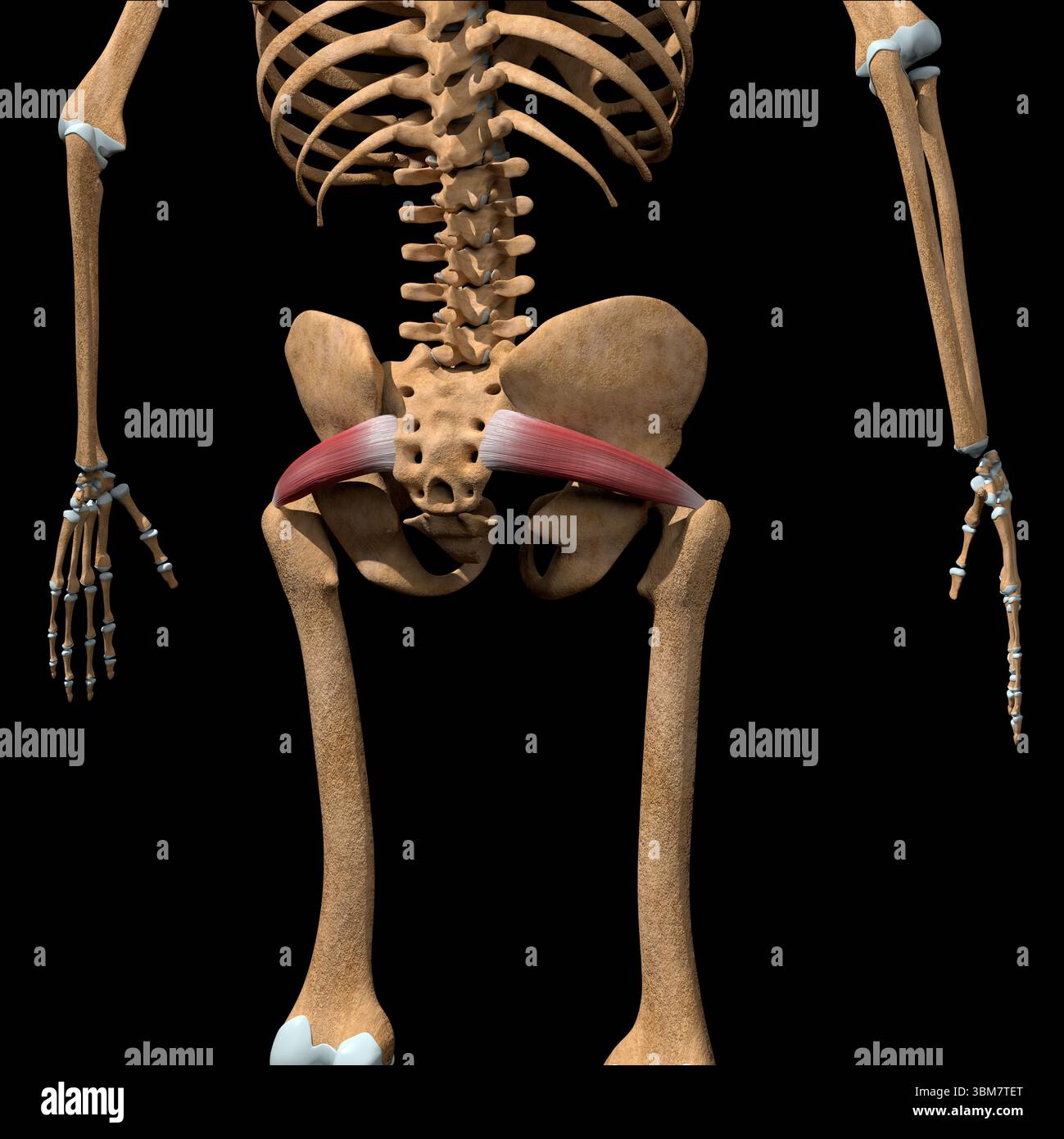This 3d illustration shows the piriformis muscles on skeleton Stock ...