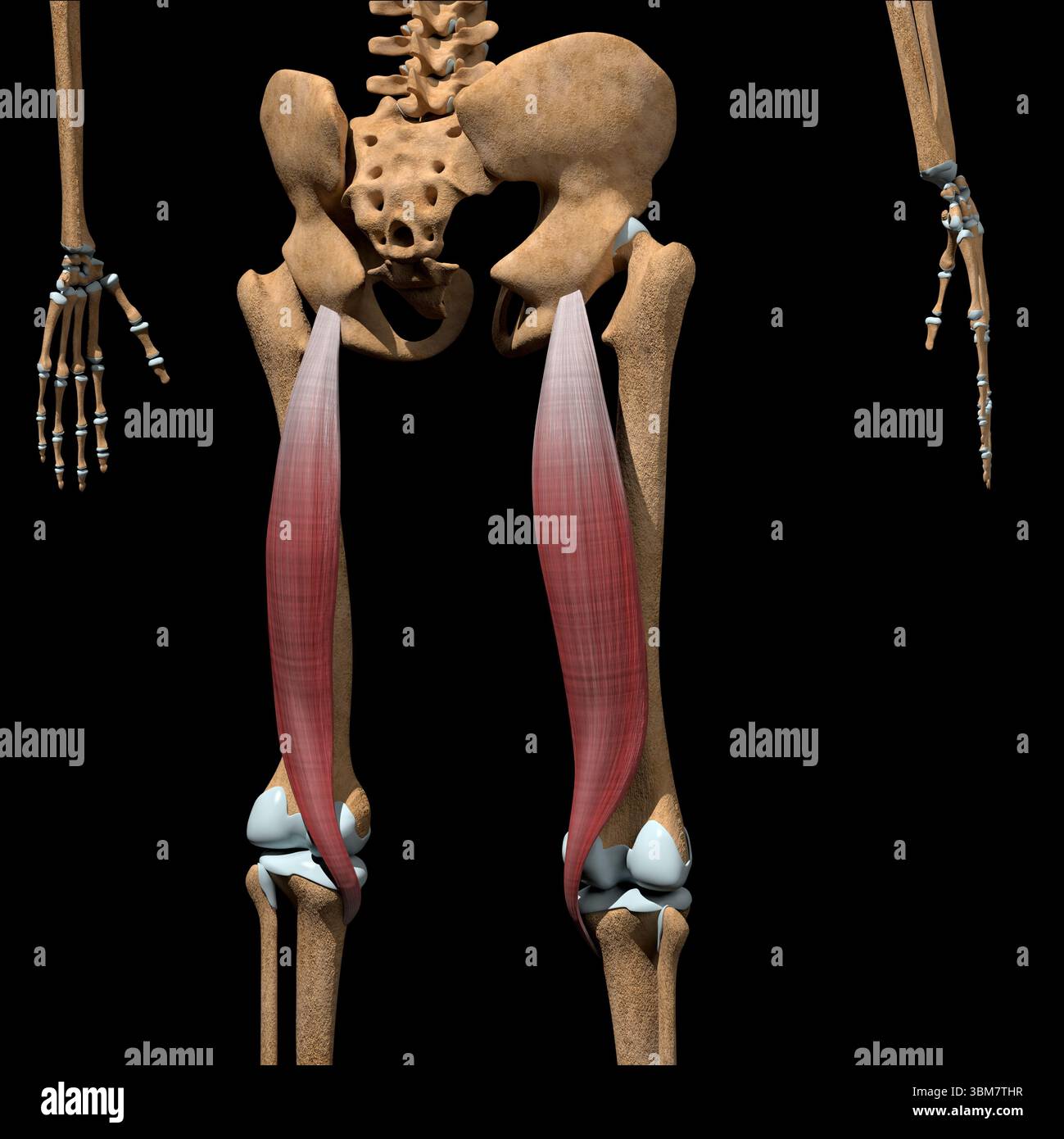 This 3d illustration shows the semitendinosus muscles on skeleton Stock ...