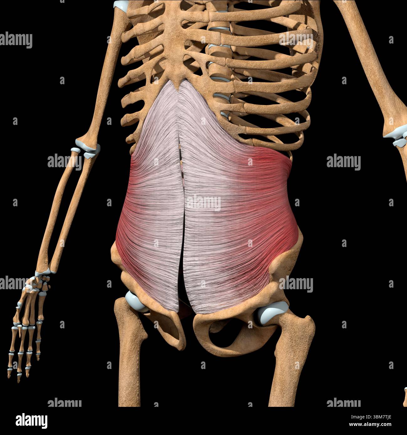 This 3d illustration shows the transverse abdominal muscles on skeleton ...