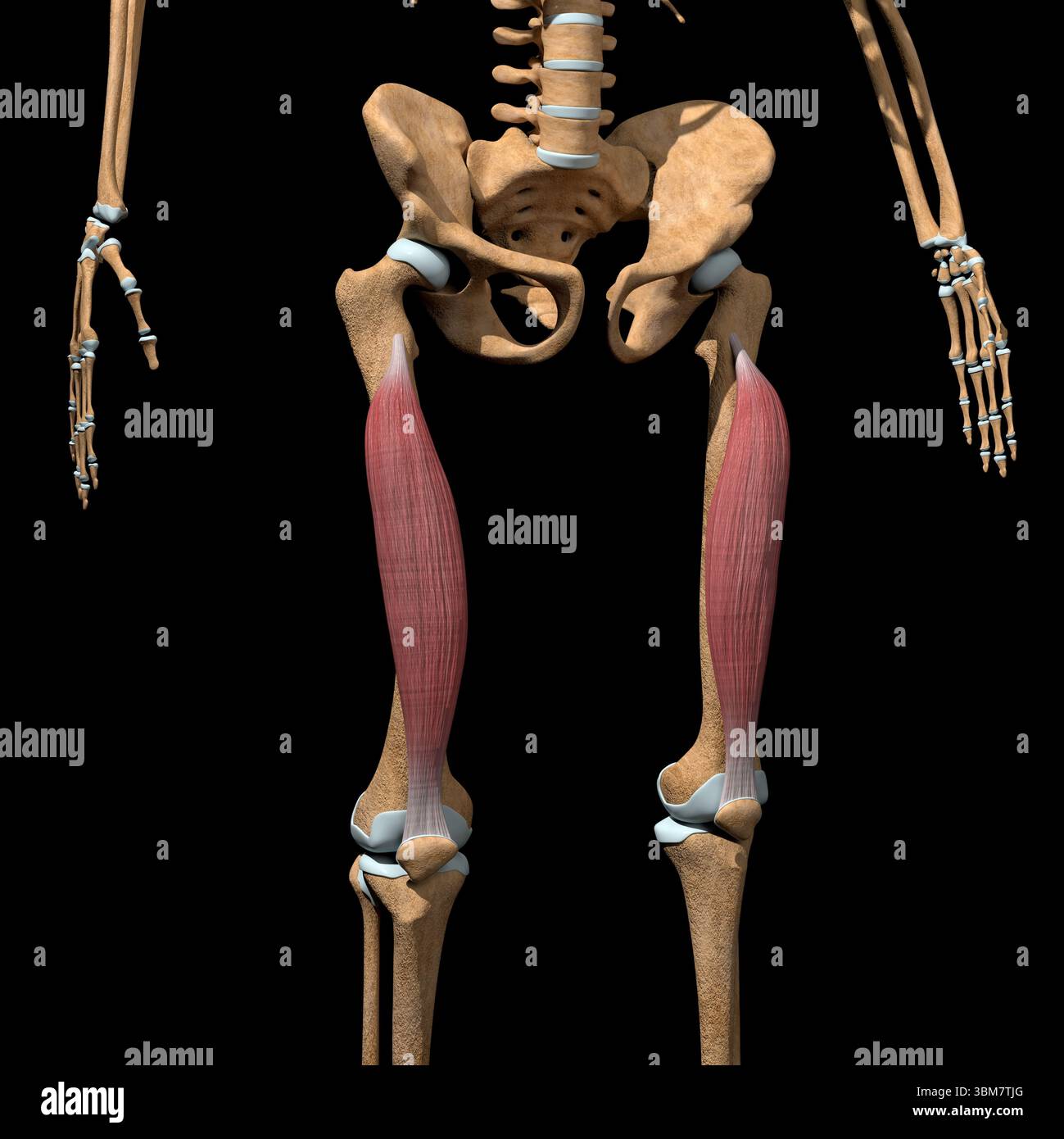 This 3d illustration shows the vastus intermedius muscles on skeleton ...