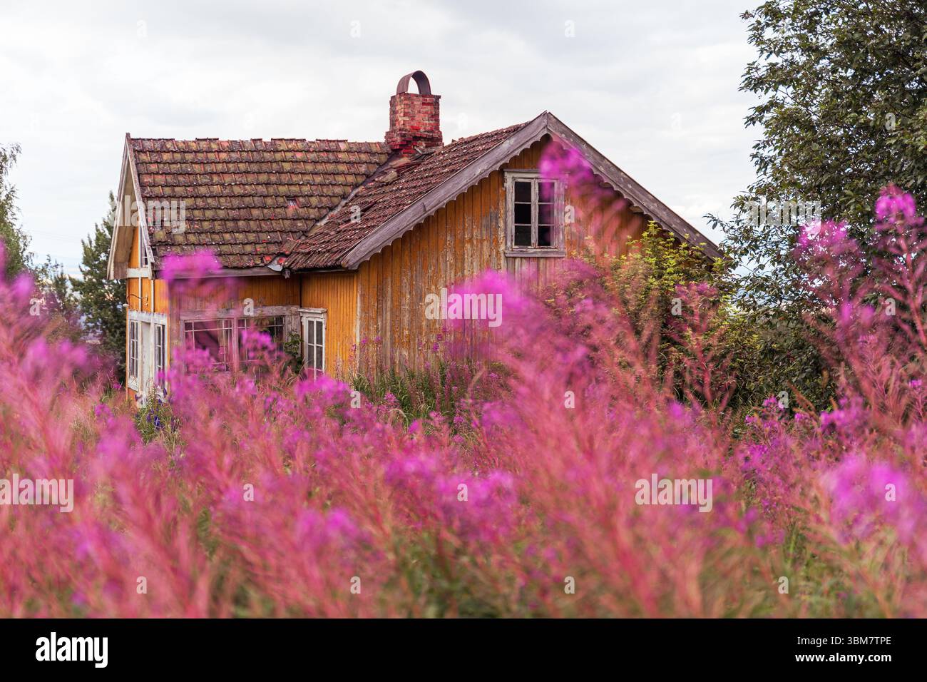 fireweed of abandoned farm Stock Photo - Alamy