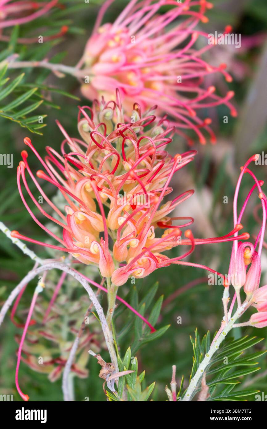 Blooming Red silky oak ( Grevillea Banksii ) close up. Australian ...
