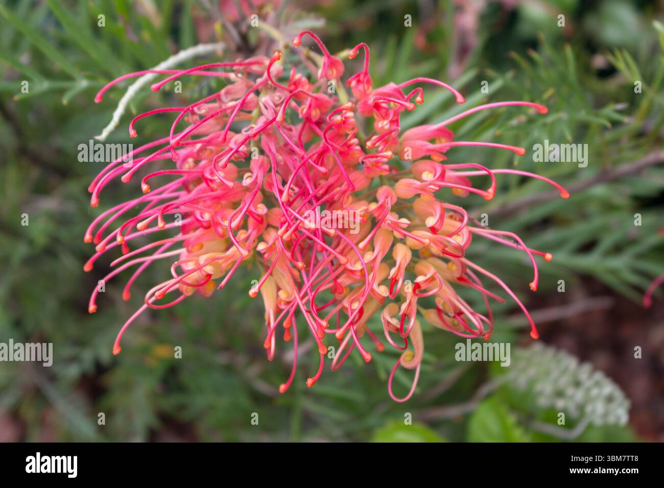 Blooming Red silky oak ( Grevillea Banksii ) close up. Australian ...