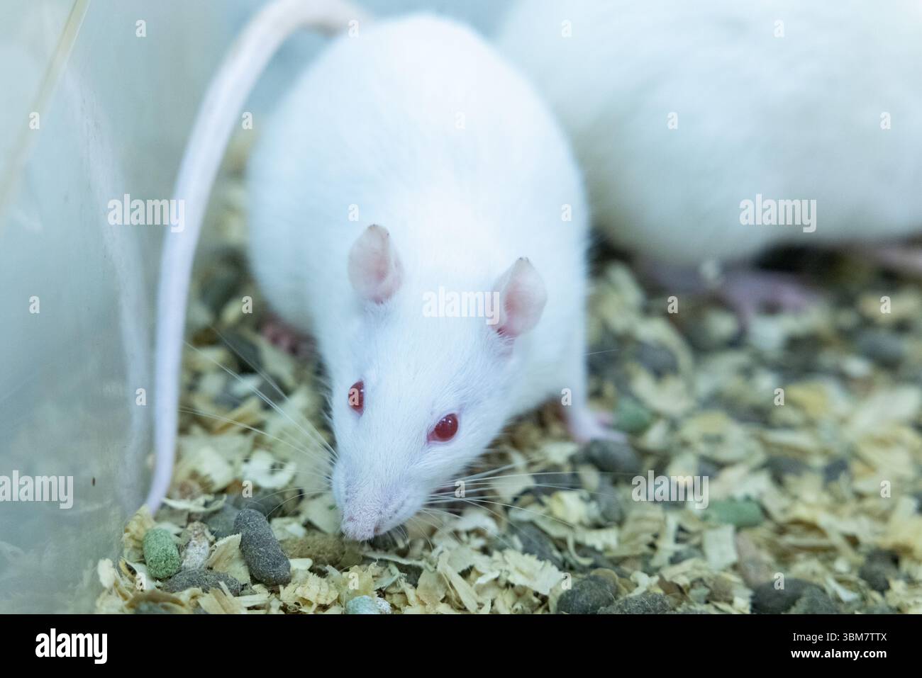 Research subject hi-res stock photography and images - Alamy