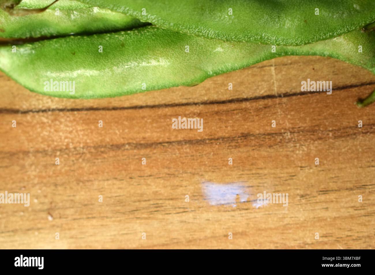 Group Of Hyacinth Bean or Same Ki Phalli Lablab Purpures, Also Known As ...