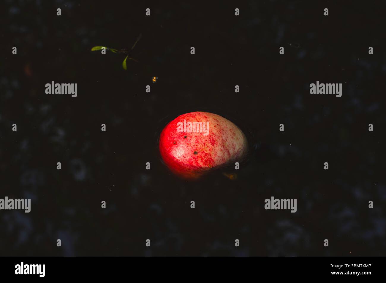 A red apple of Sävstaholm floating in the water Stock Photo - Alamy