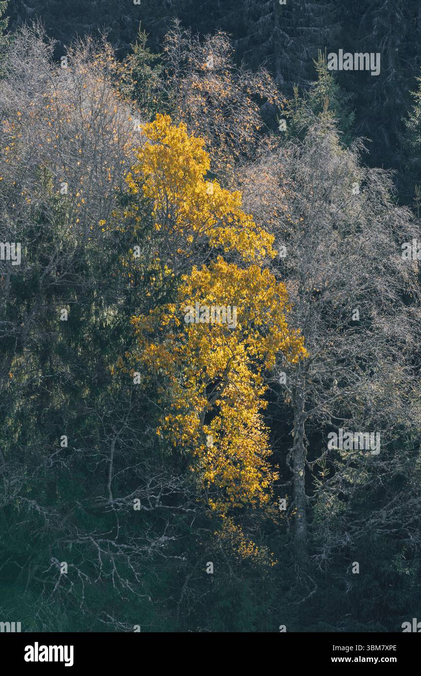 Light hitting a salix tree of the Totenaasen Hills, Norway, in fall ...