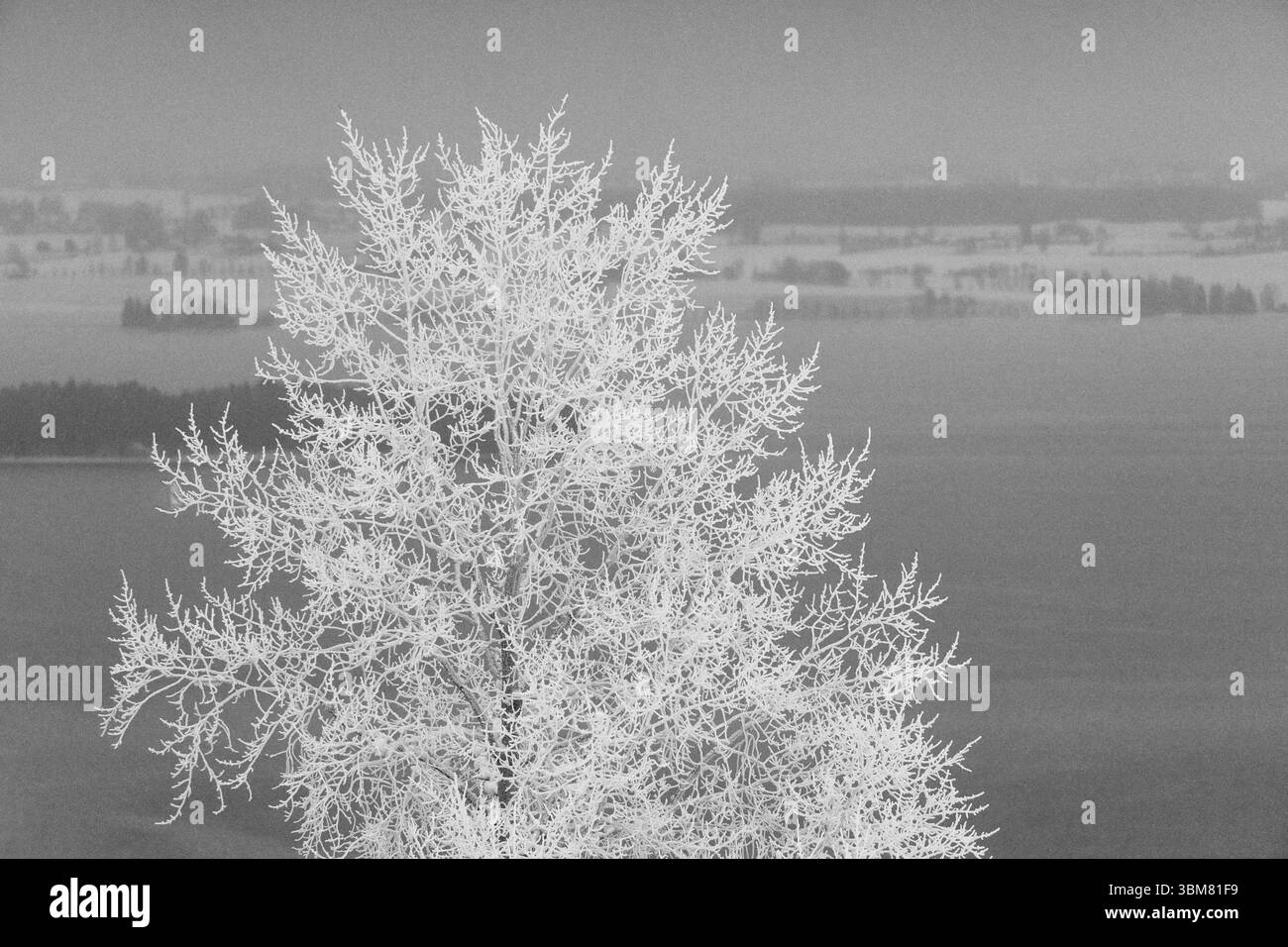 Frozen lake tree Black and White Stock Photos & Images - Alamy