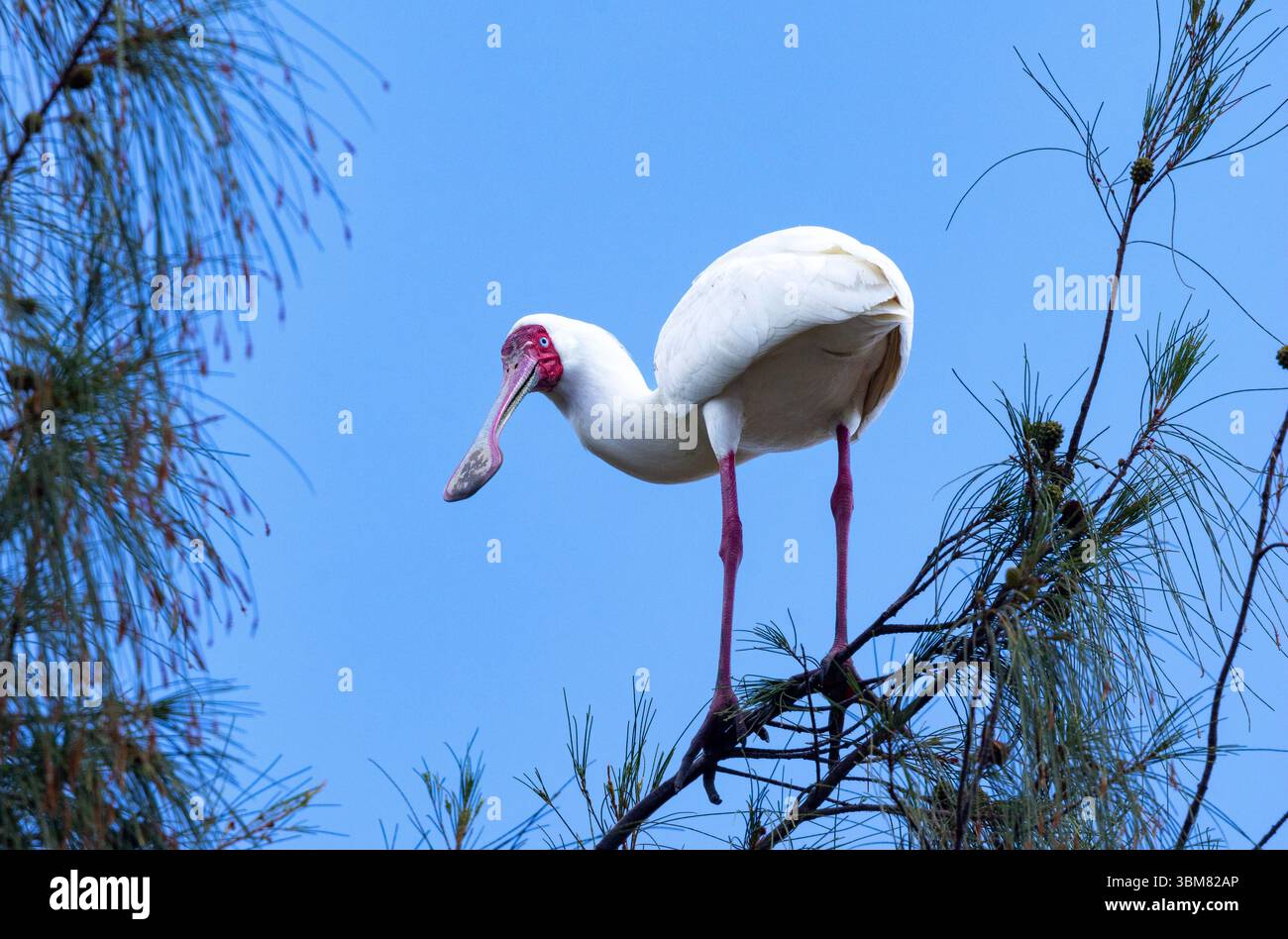 The African Spoonbill has a unique spatulate bill for feeding in ...