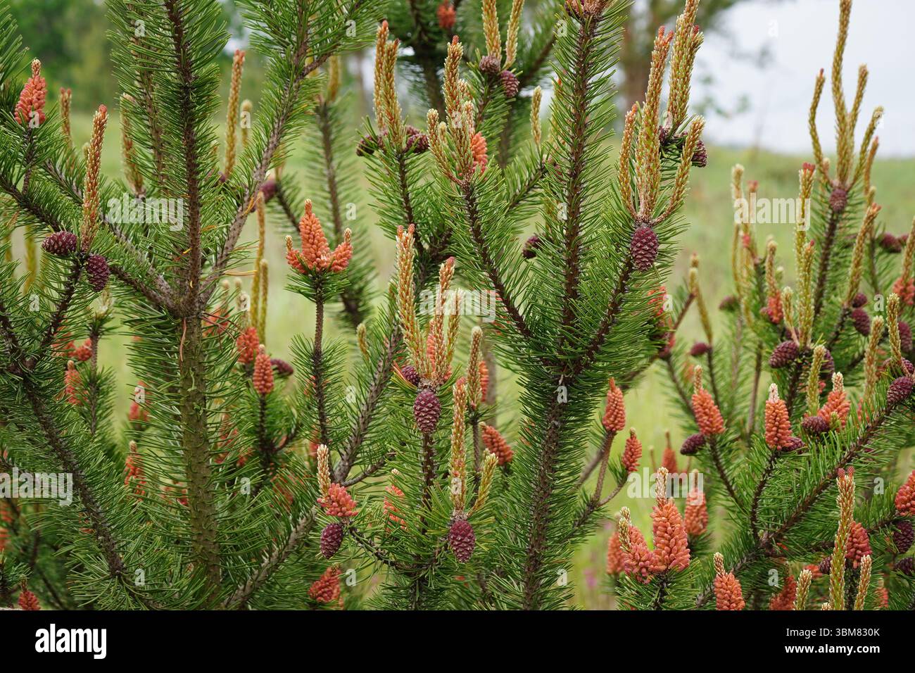 Picea tree with pine cones Stock Photo - Alamy