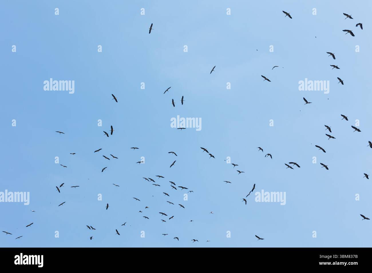 flock of storks flying in the blue sky, nature series Stock Photo - Alamy