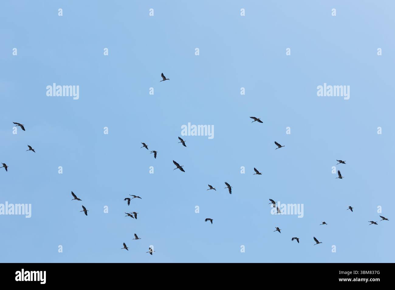 flock of storks flying in the blue sky, nature series Stock Photo - Alamy