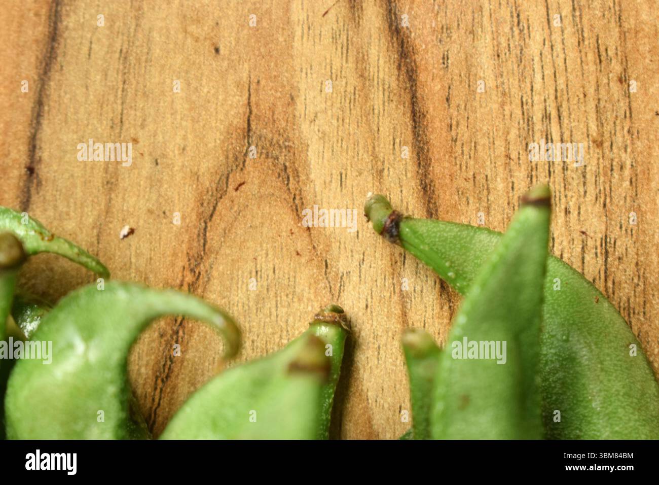Group Of Hyacinth Bean or Same Ki Phalli Lablab Purpures, Also Known As ...