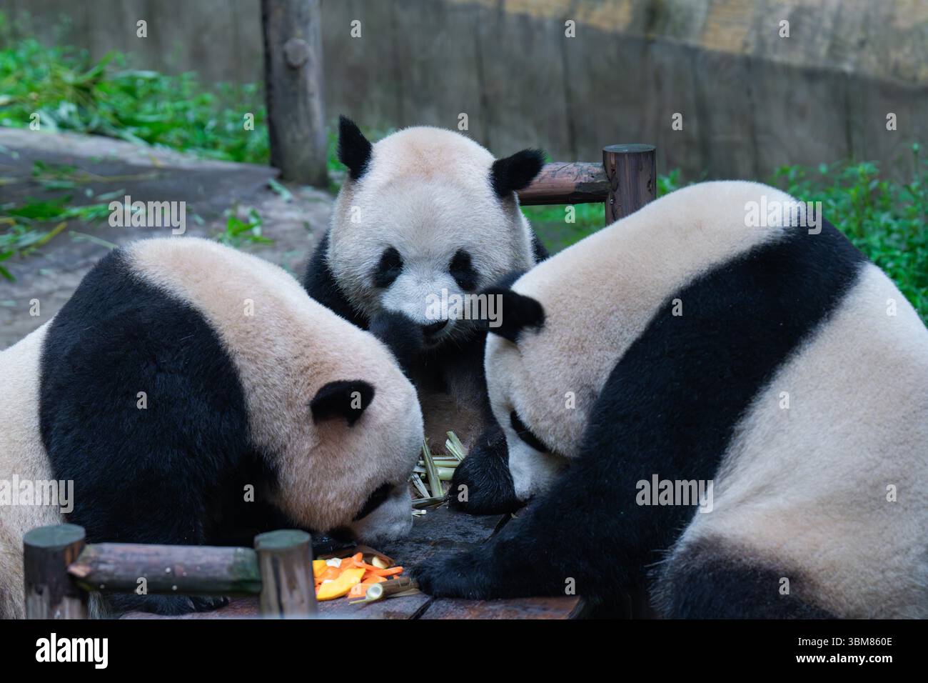 Giant pandas play at Chongqing Zoo, Chongqing, China, 22 June, 2025 ...