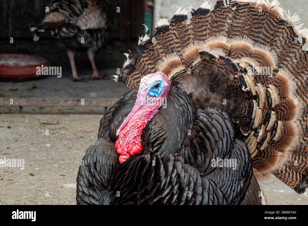 Large male turkey captured with dramatic feather spread and textured ...