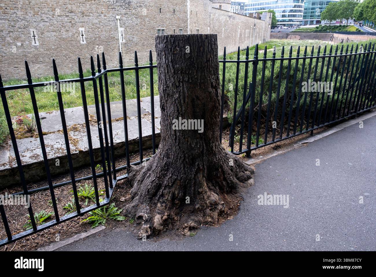 Cut down tree stump on 1st June 2025 in London, United Kingdom Stock ...