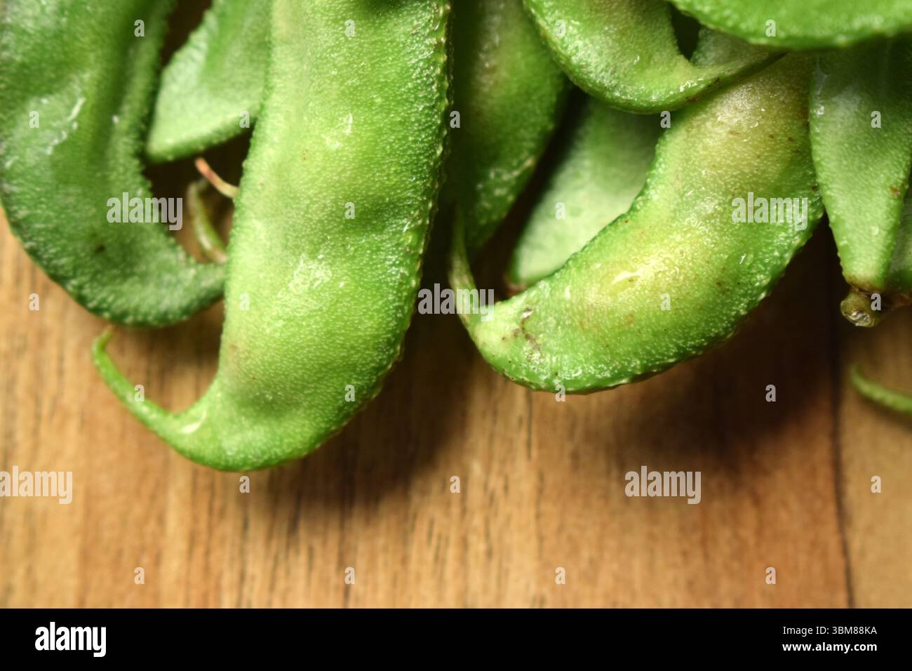Group Of Hyacinth Bean or Same Ki Phalli Lablab Purpures, Also Known As ...