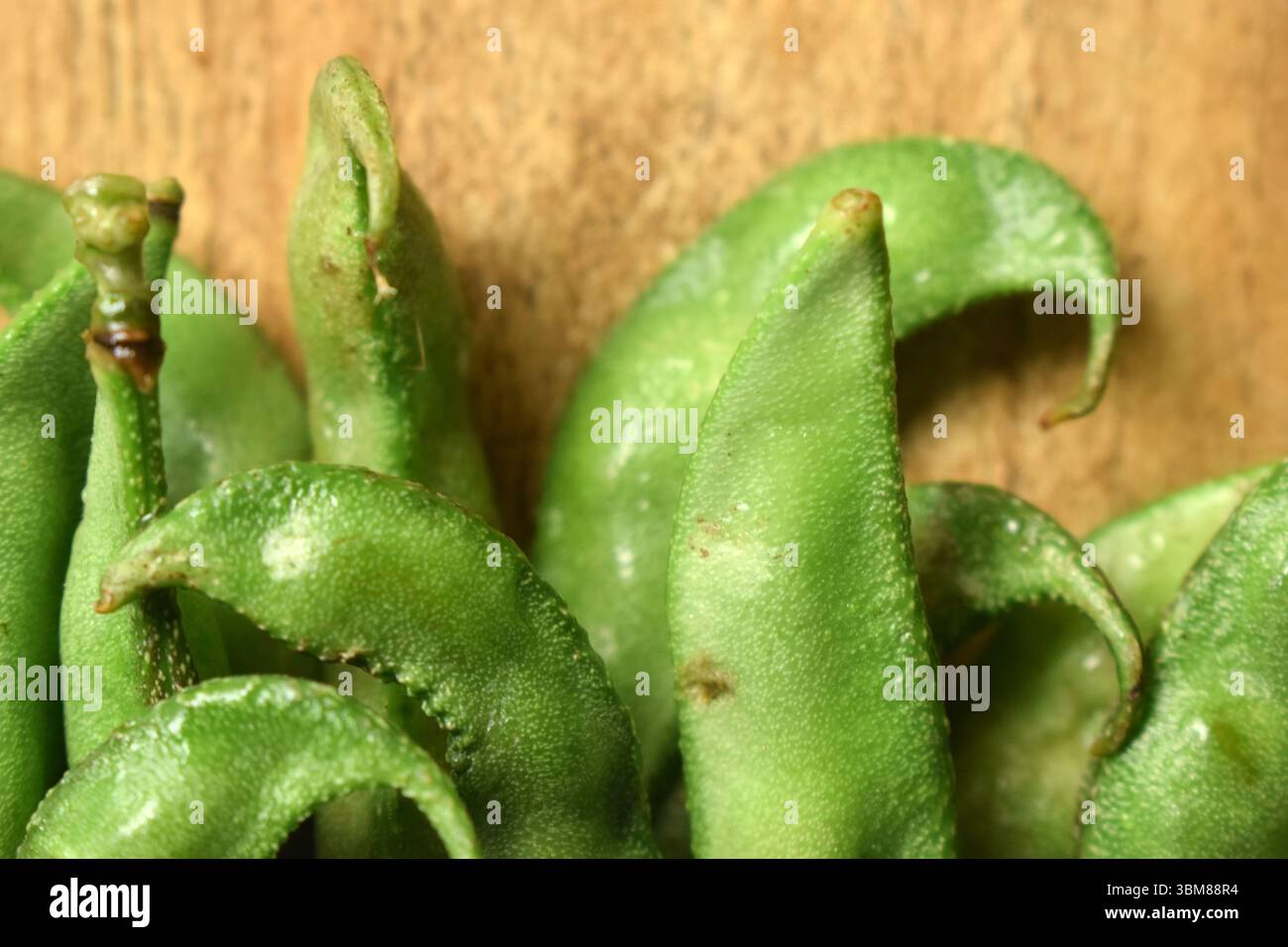 Group Of Hyacinth Bean or Same Ki Phalli Lablab Purpures, Also Known As ...