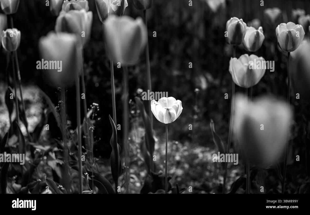 Black white flowers flourishing hi-res stock photography and images - Alamy